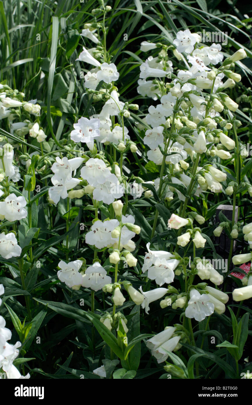 Penstemon white bedder perennial herbaceous bells summer cream hi-res ...