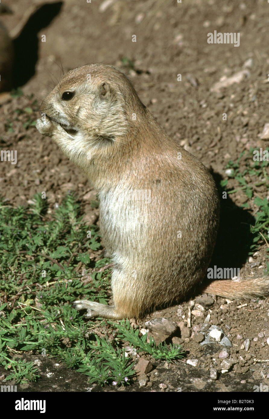 Prairie Dog Burrowing Rodent Grasslands of North America Dogs Stock ...