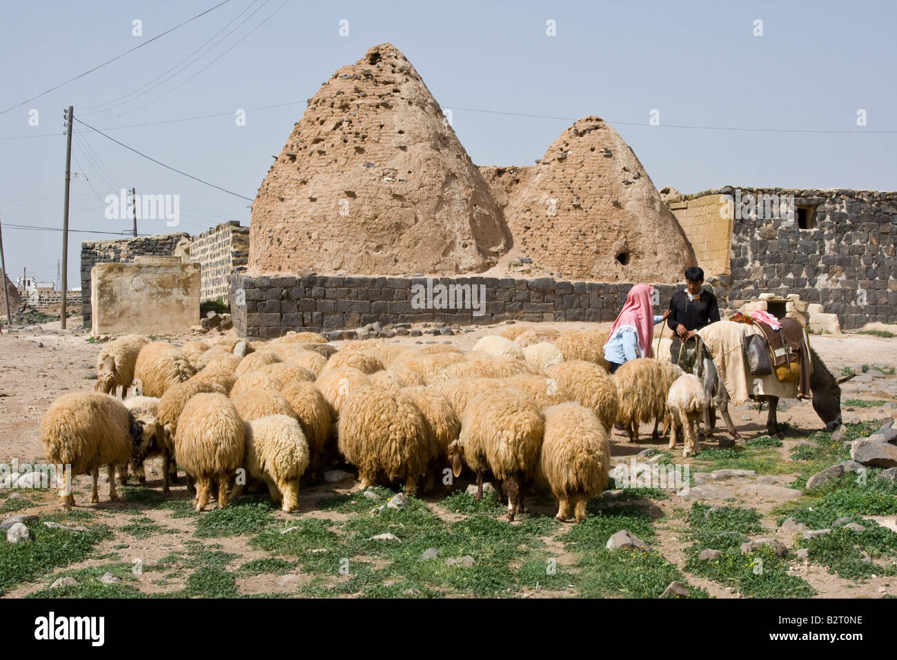 Herd of Sheep and Ancient Beehive Houses in Syria Stock Photo - Alamy