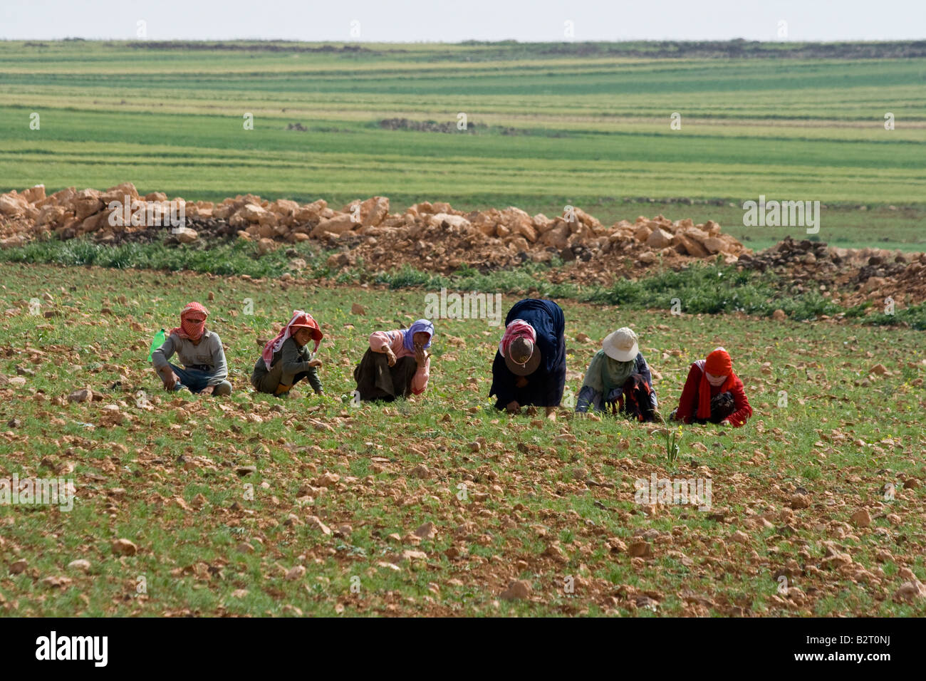 Farmers Working in a Field in Rural Syria Stock Photo - Alamy
