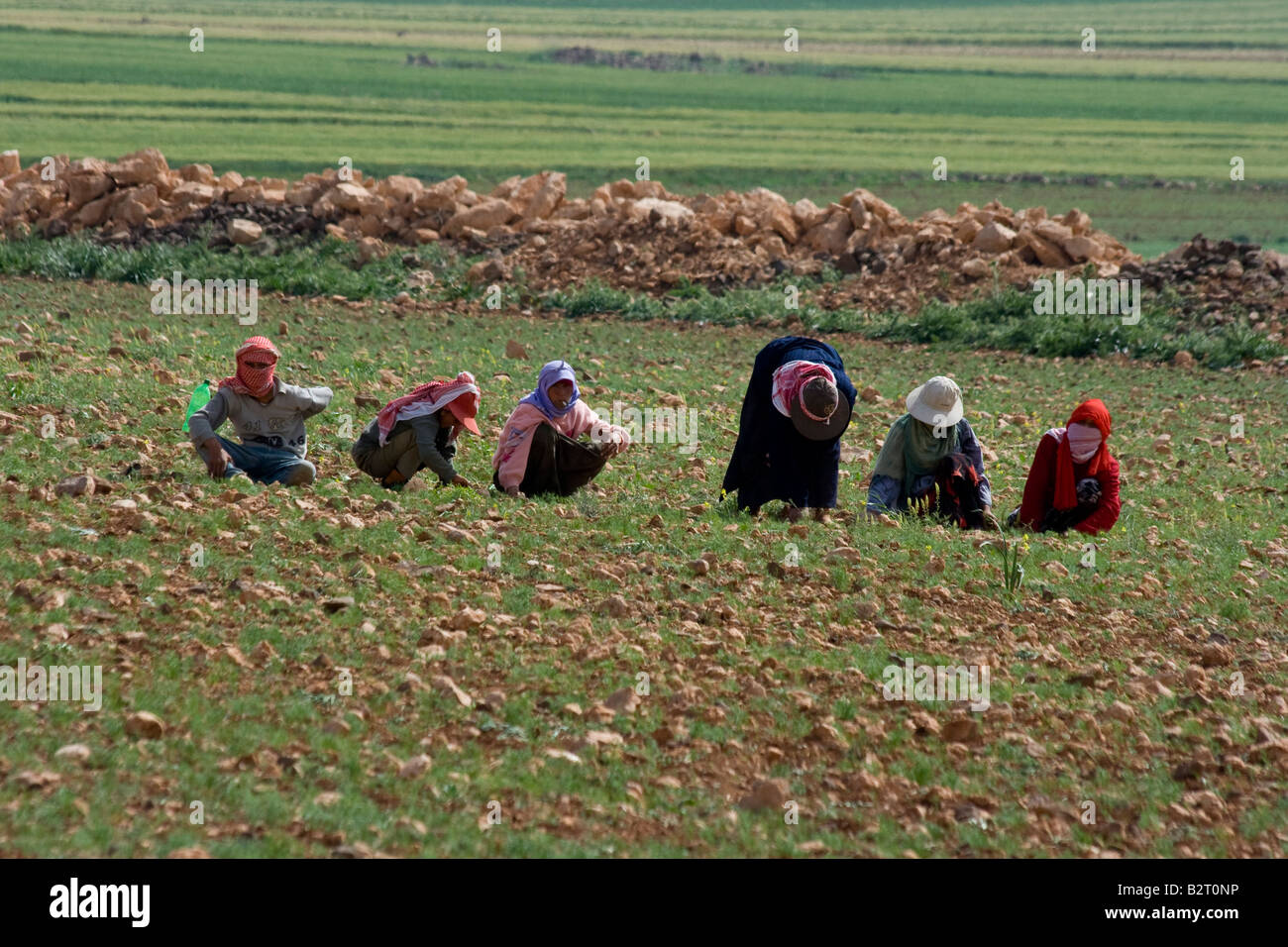 Farmer of syria hi-res stock photography and images - Alamy