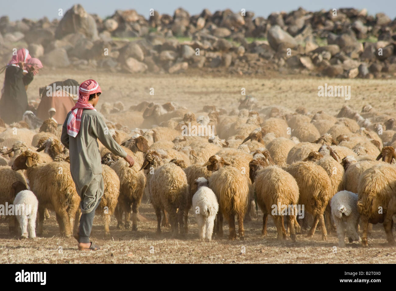 Bedouin Herding Sheep Near Tartous Syria Stock Photo - Alamy