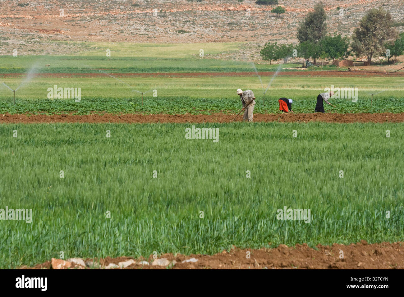 Syria farming hi-res stock photography and images - Alamy