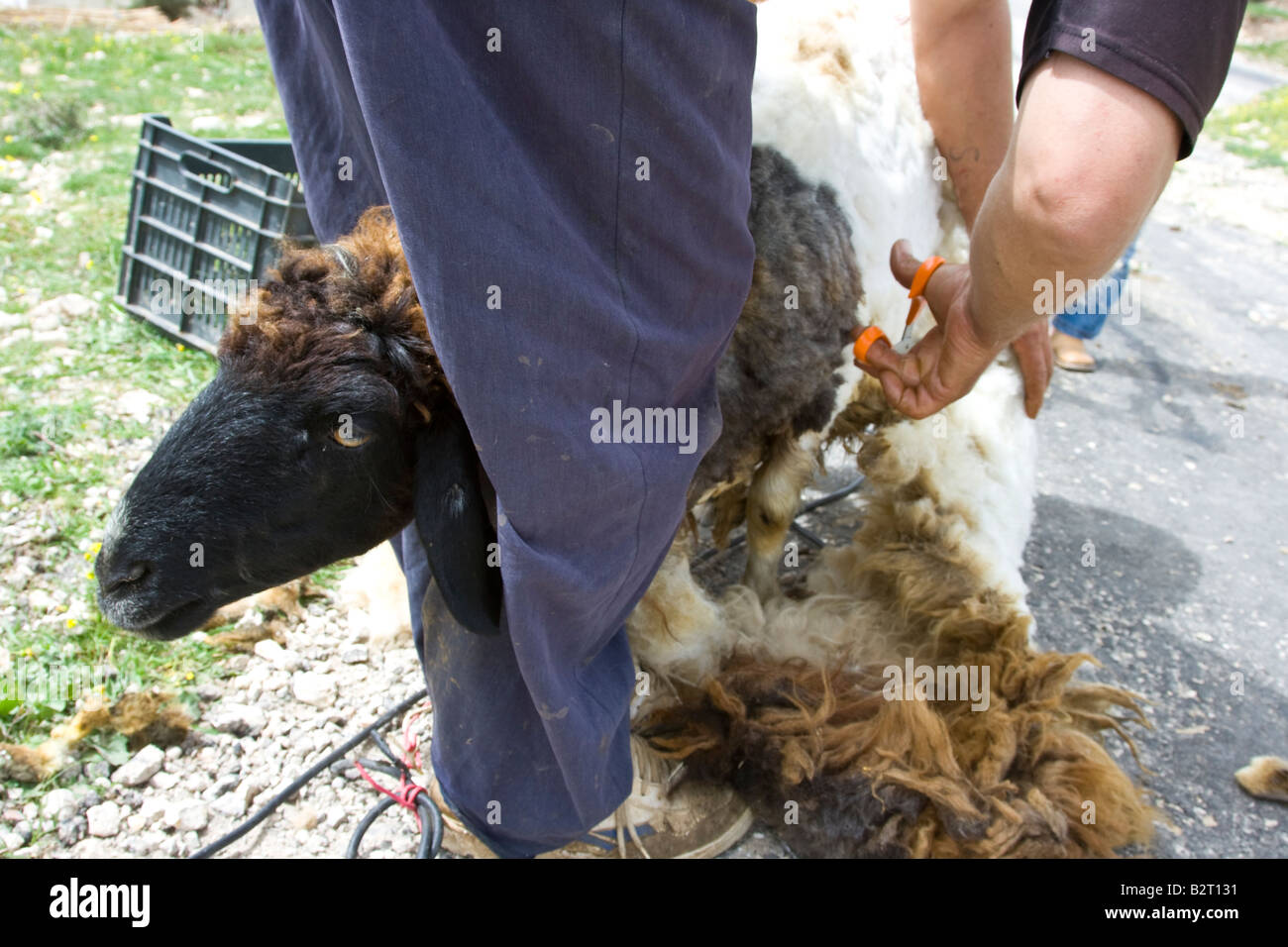 Syrian sheep hi-res stock photography and images - Alamy