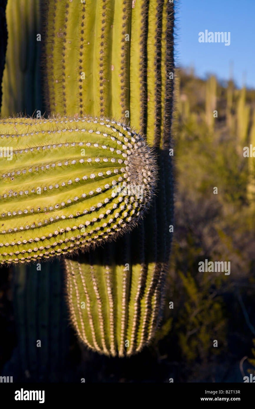 Cactuses in sonoran desert arizona hi-res stock photography and images ...