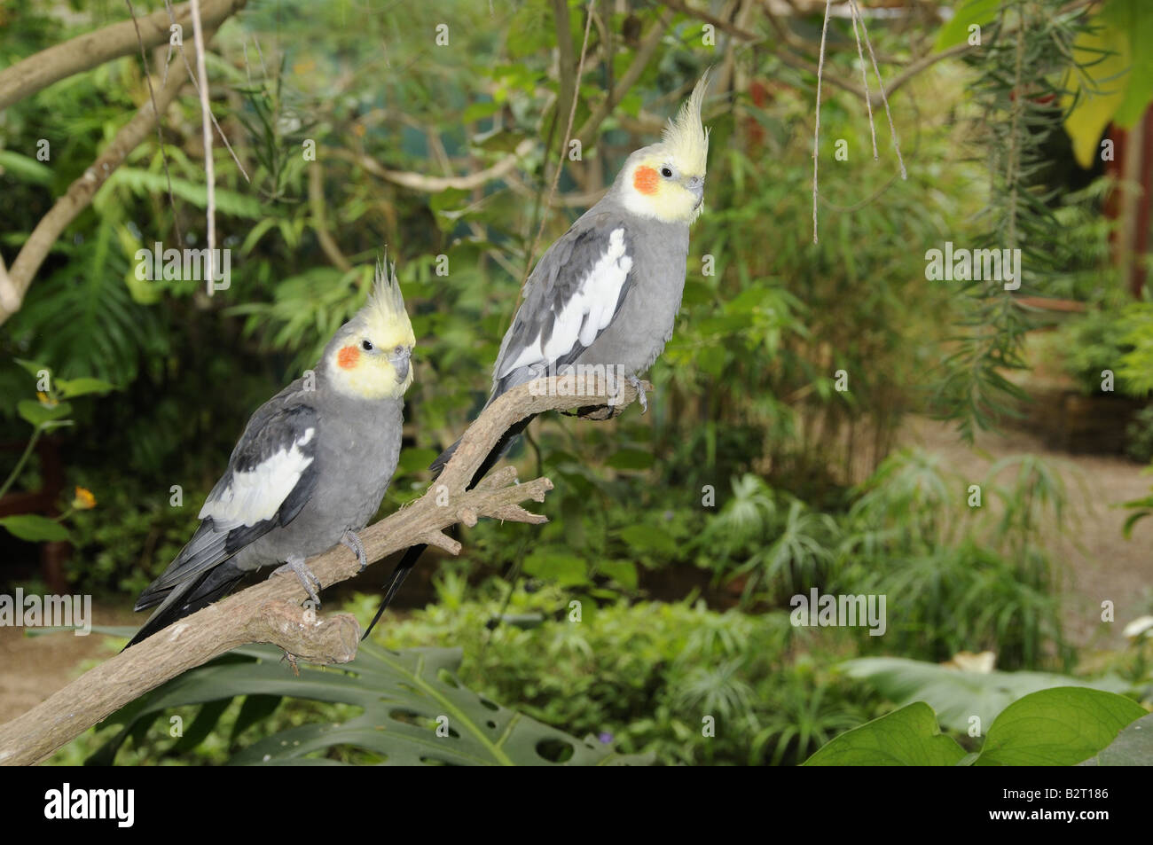 Two Cockatiels, Males Nymphicus Hollandicus Stock Photo - Alamy
