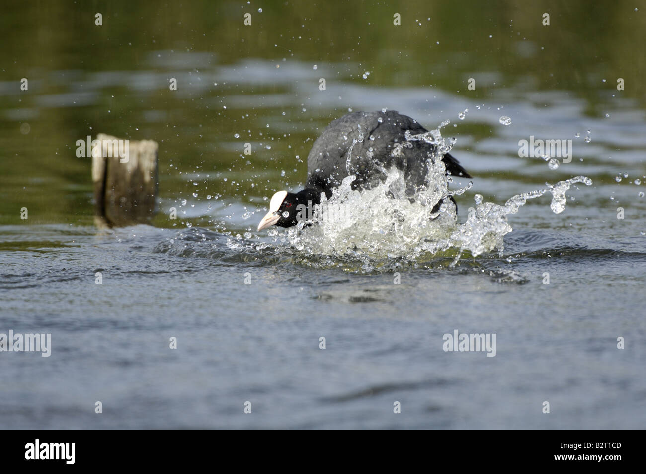 Coot threat display hi-res stock photography and images - Alamy