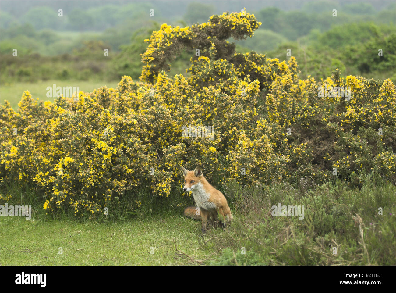 Fox hunting female hi-res stock photography and images - Alamy