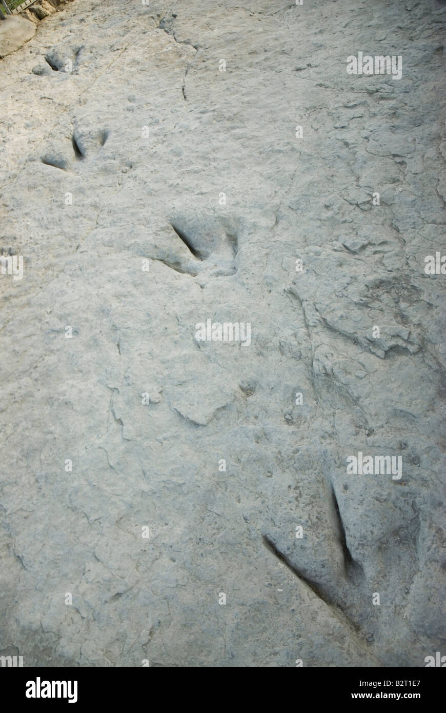 Theropod footprint hi-res stock photography and images - Alamy