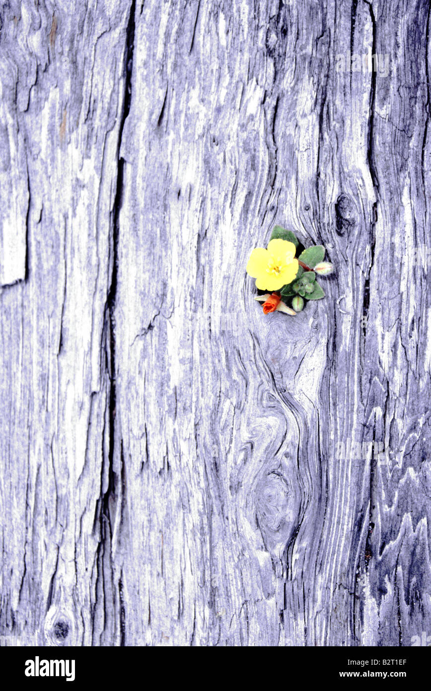 Wood Flower Flora in Tree Woodgrain Log Stock Photo - Alamy