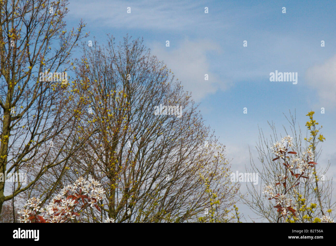 white and yellow flowering tree Stock Photo - Alamy