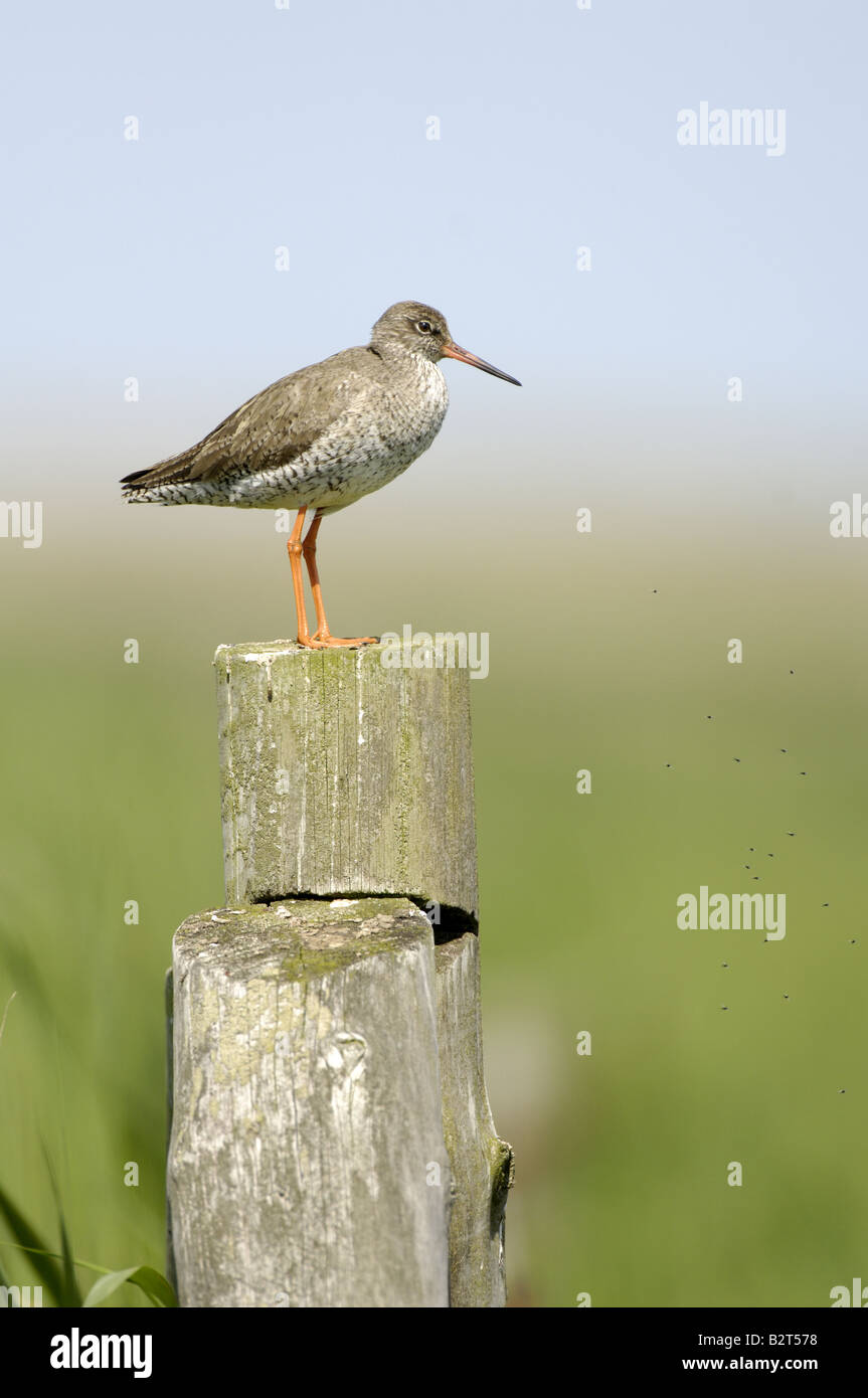 Redshank june hi-res stock photography and images - Alamy