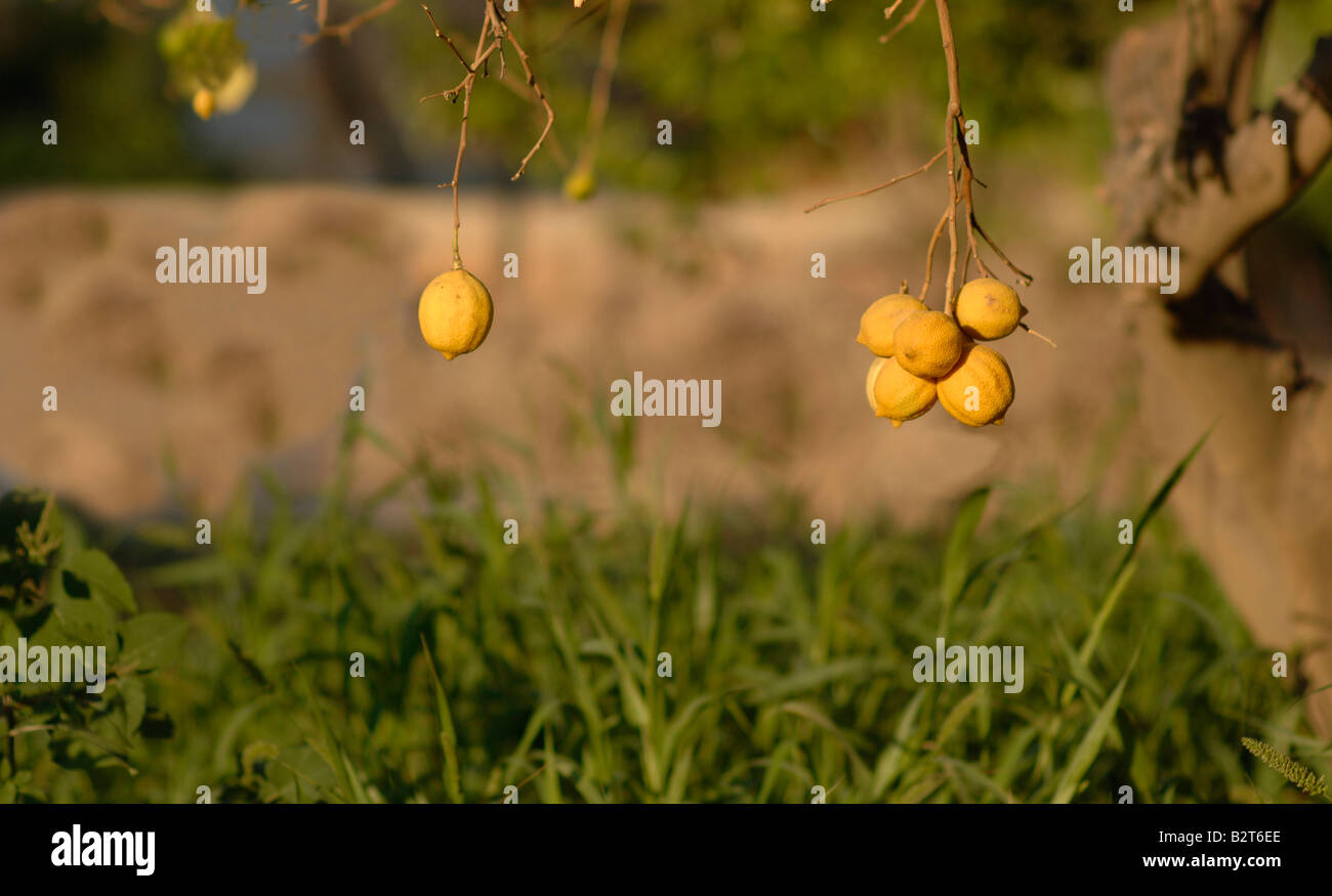 Old lemons hanging in lemon grove in Crete Stock Photo - Alamy