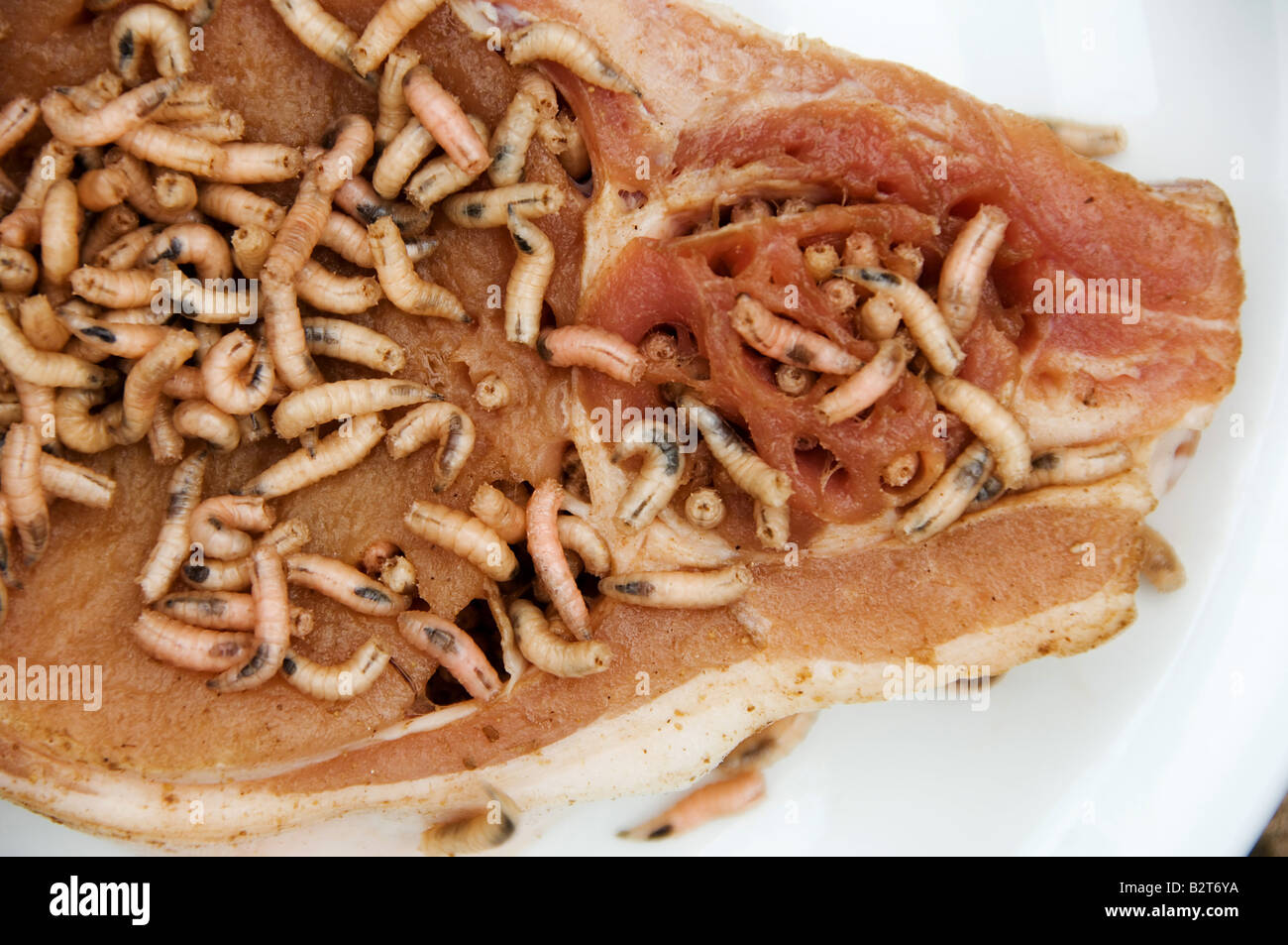 Maggots In Body