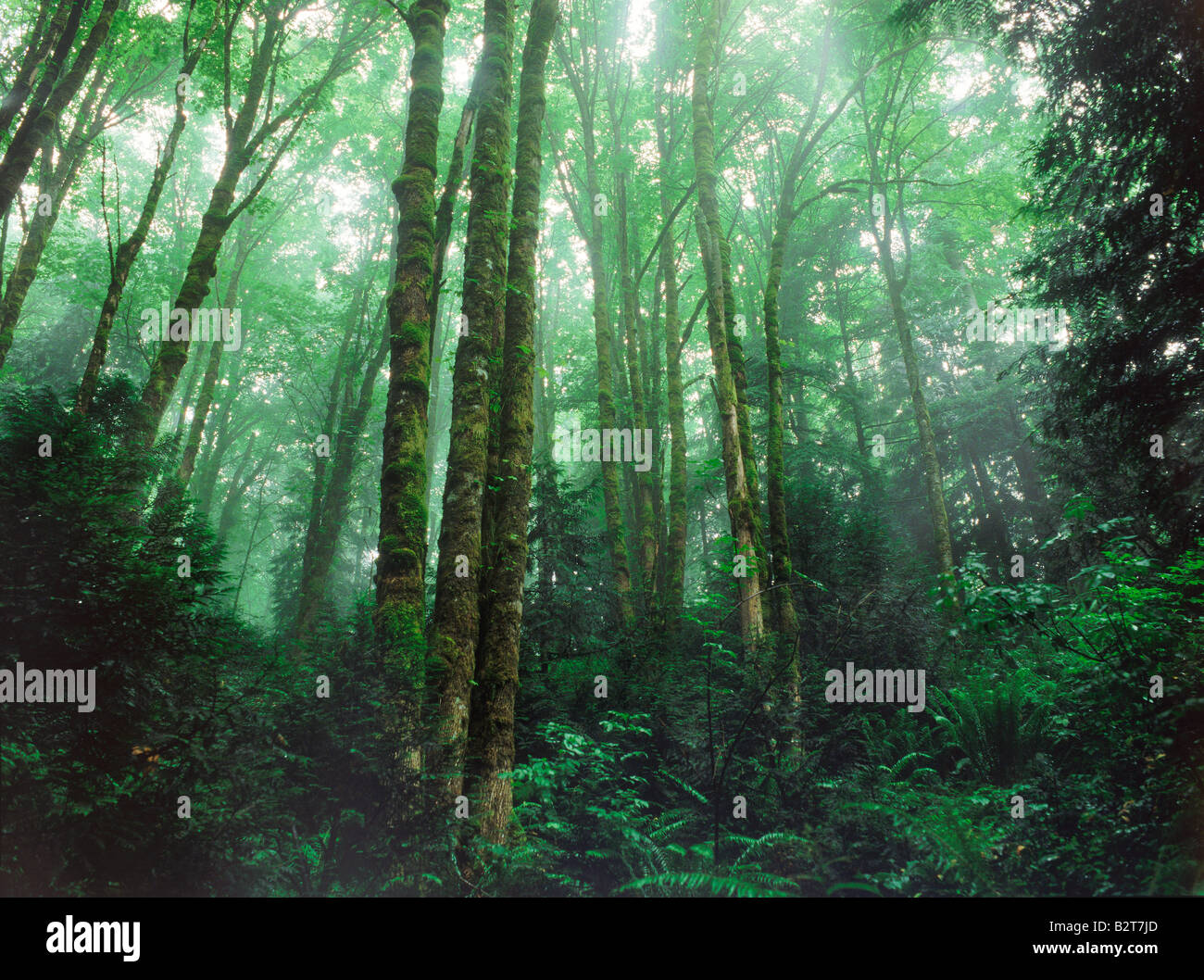 Old growth forest of evergreen trees at Olympic Peninsula in Washington ...