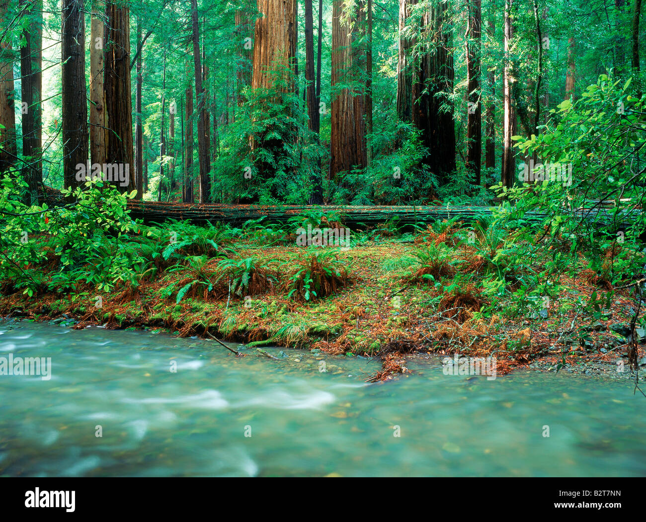 Redwood Creek running through Muir Woods among Giant Sequoia trees in ...