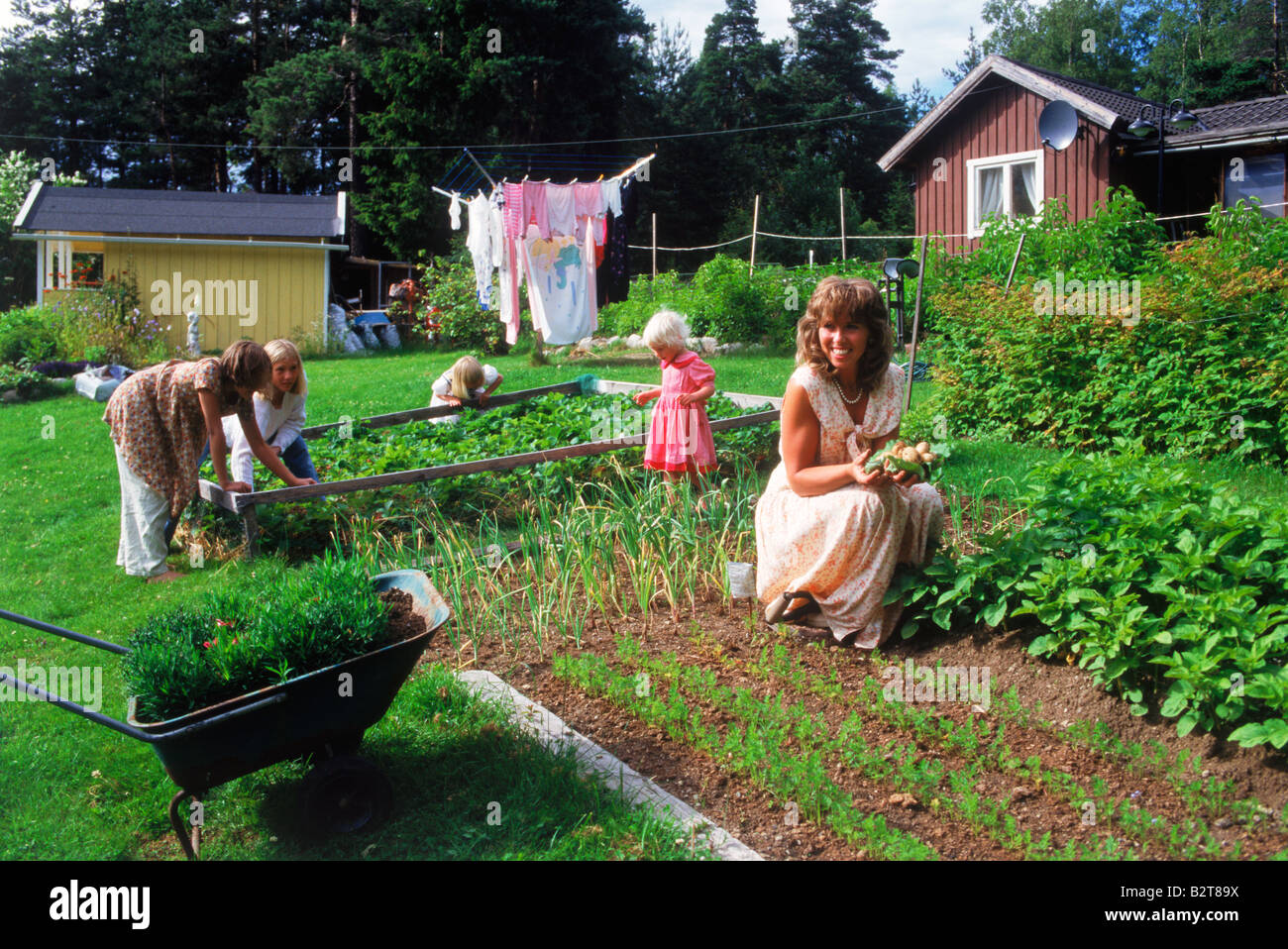 Mother and daughters picking potatoes from family garden in rural ...