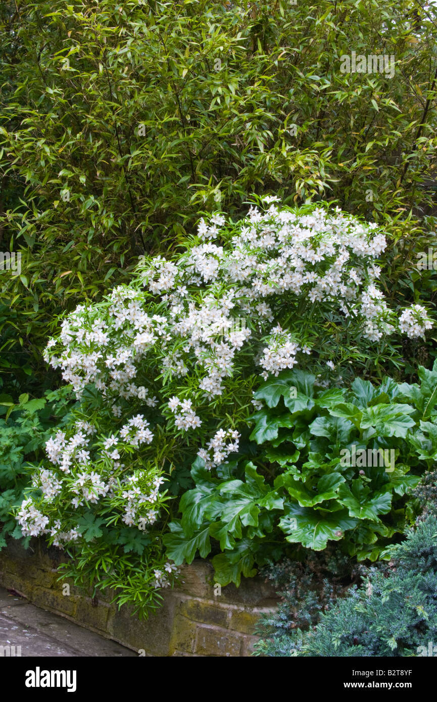 Mexican Orange Blossom Choisya Aztec Pearl flowers in garden boarder ...