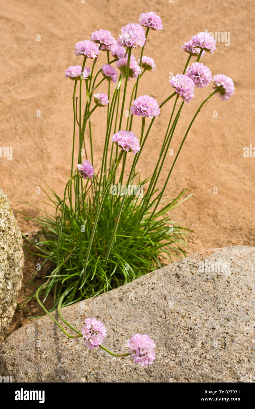 Thrift (Armeria maritima) flowers cultivated plant Dundee Scotland UK ...