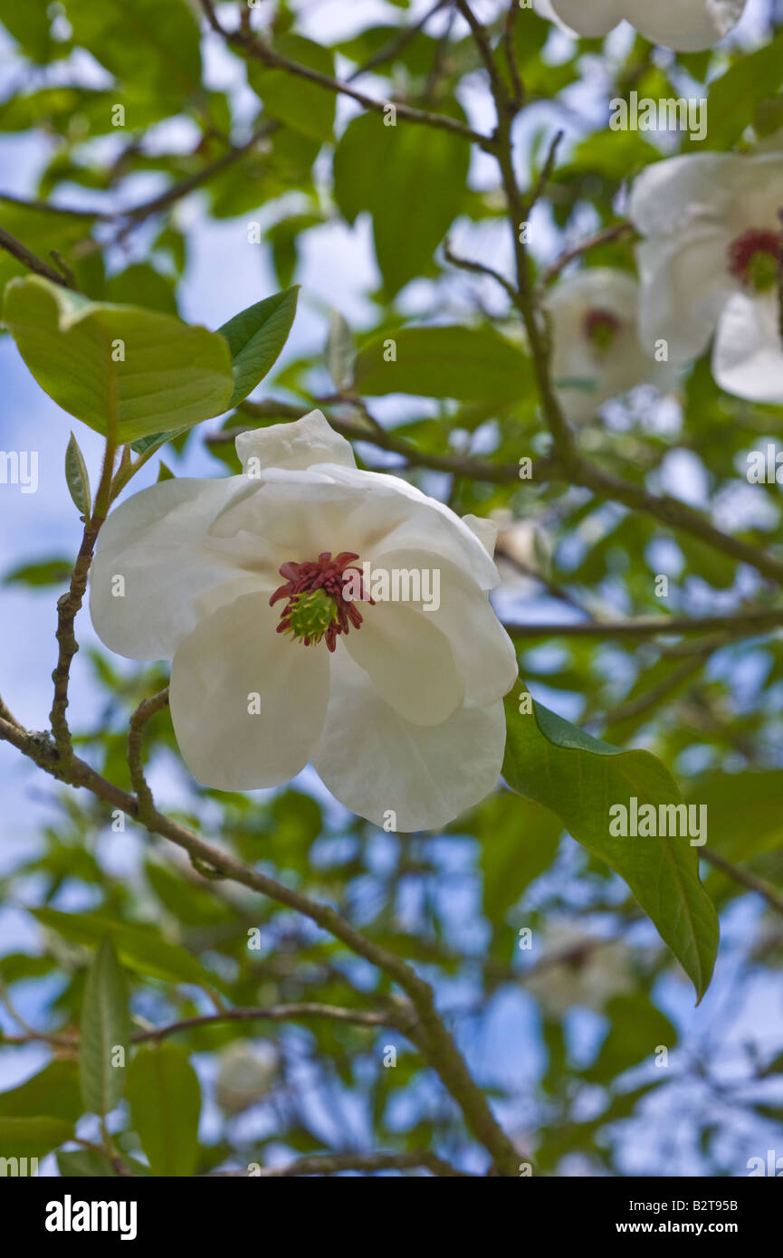 Wilson's Magnolia (Magnolia wilsonii) flowers cultivated plant Dundee ...