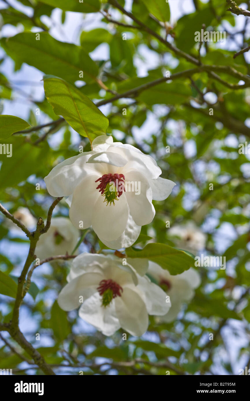 Wilson's Magnolia (Magnolia wilsonii) flowers cultivated plant Dundee ...
