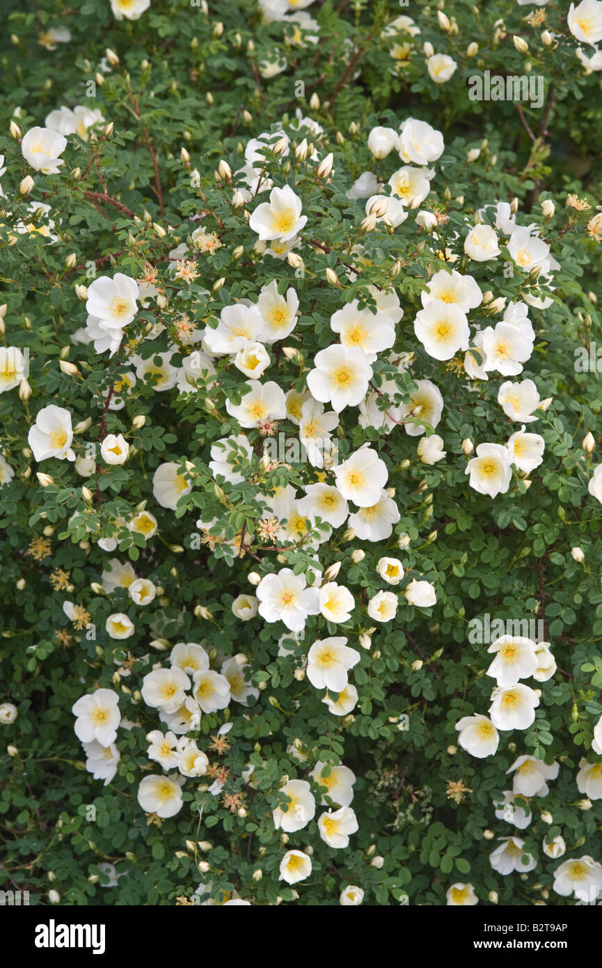 Single white rose of yorkshire hi-res stock photography and images - Alamy