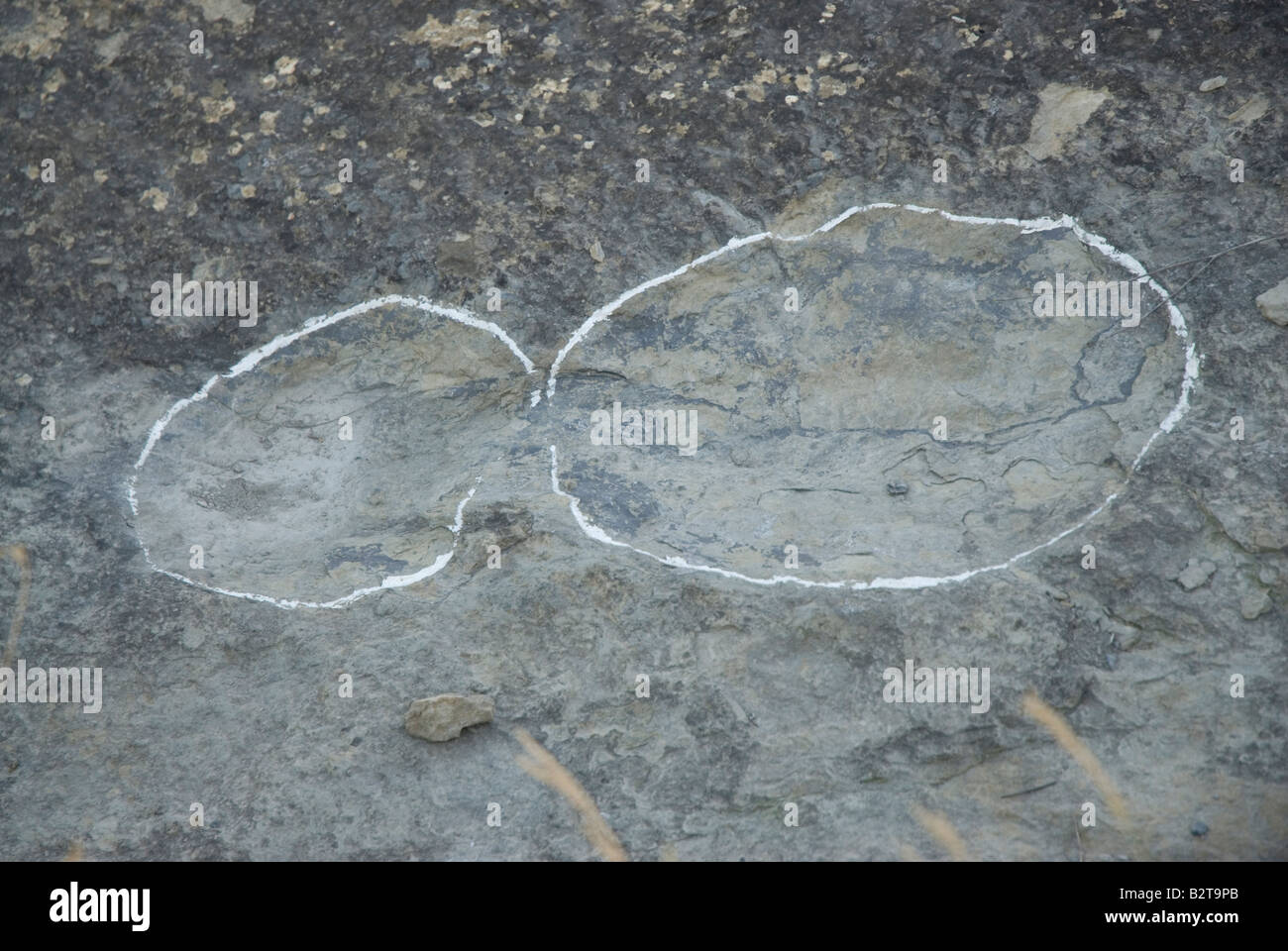 Footprint of Brachiosaurus dinosaur at Valdecevillo site in ENCISO La ...