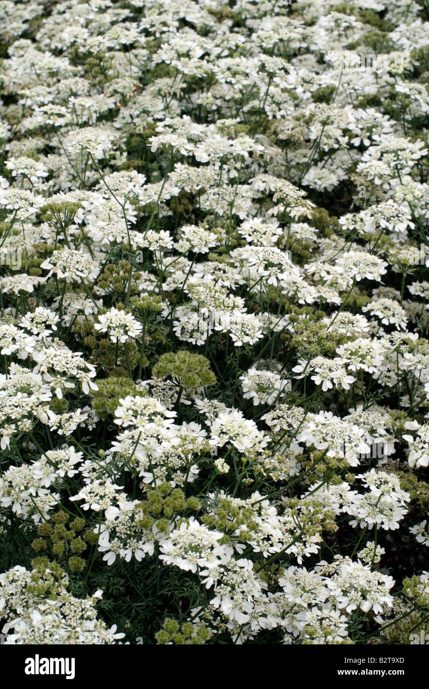 ORYLA GRANDIFLORA WHITE LACE Stock Photo - Alamy