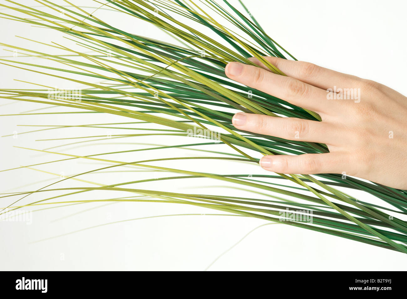 Cropped view hands touching plant hi-res stock photography and images ...