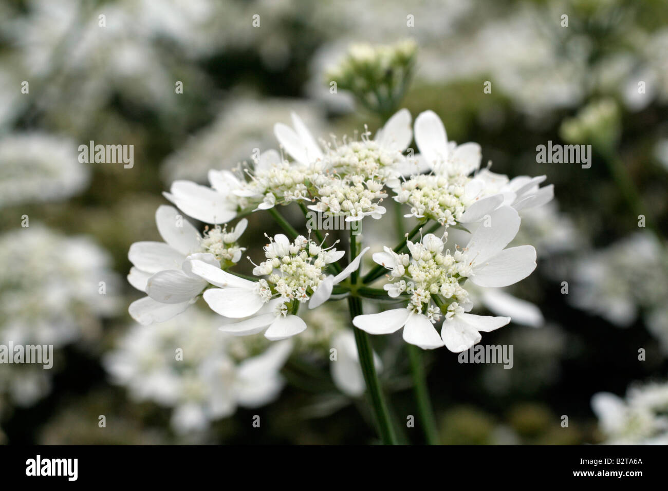 ORYLA GRANDIFLORA WHITE LACE Stock Photo - Alamy