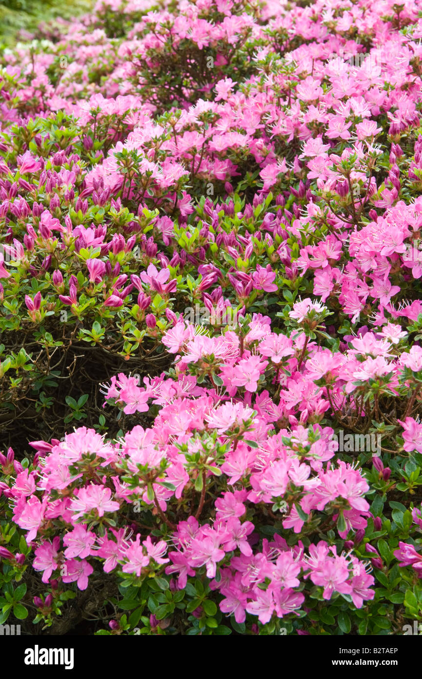 Kyushu Azalea (Azalea kiusianum) flower Glendoick Gardens Perthshire ...