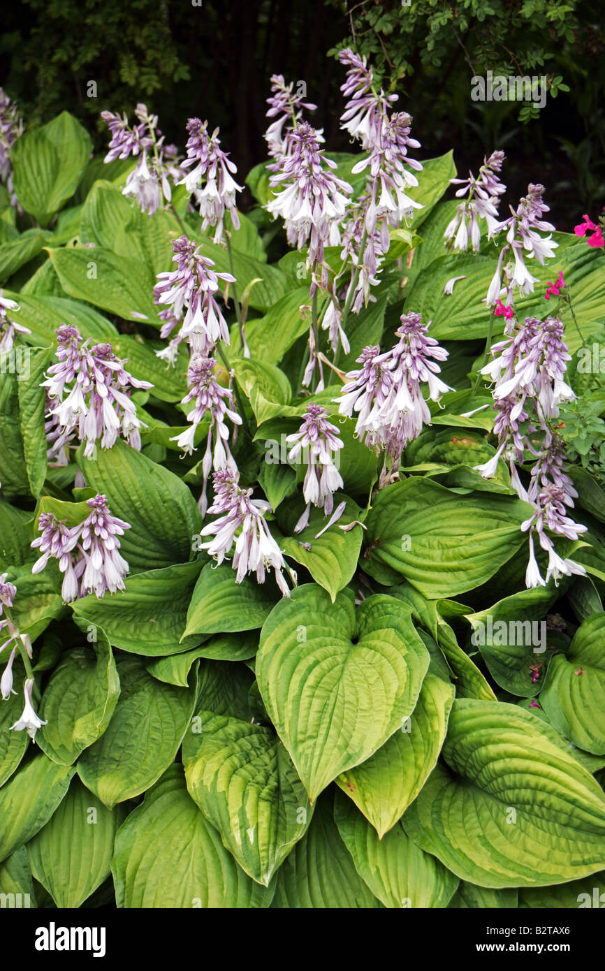 Hosta Invincible fully hardy clump forming perennial Stock Photo - Alamy