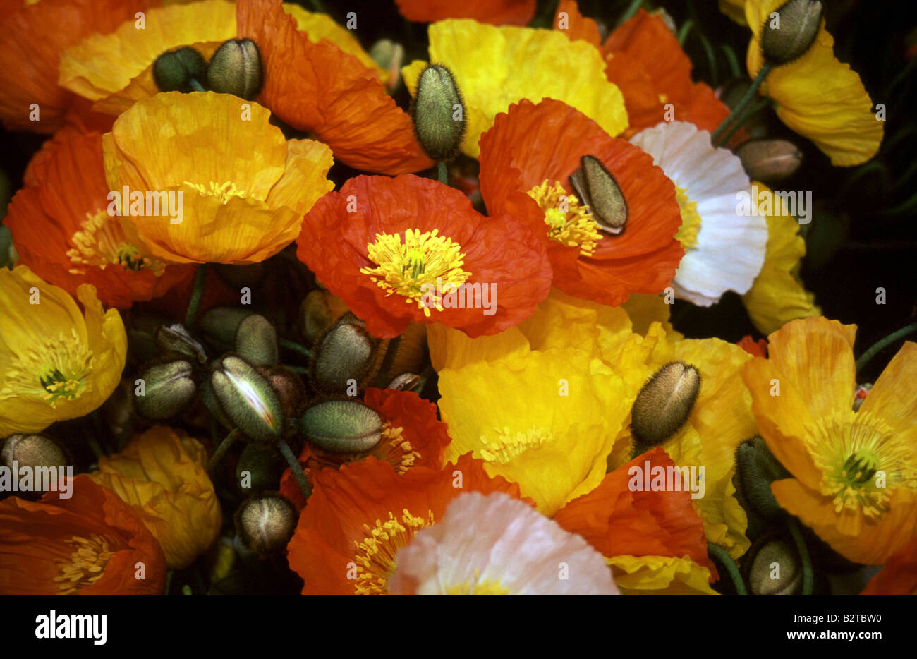 Croceum hi-res stock photography and images - Alamy