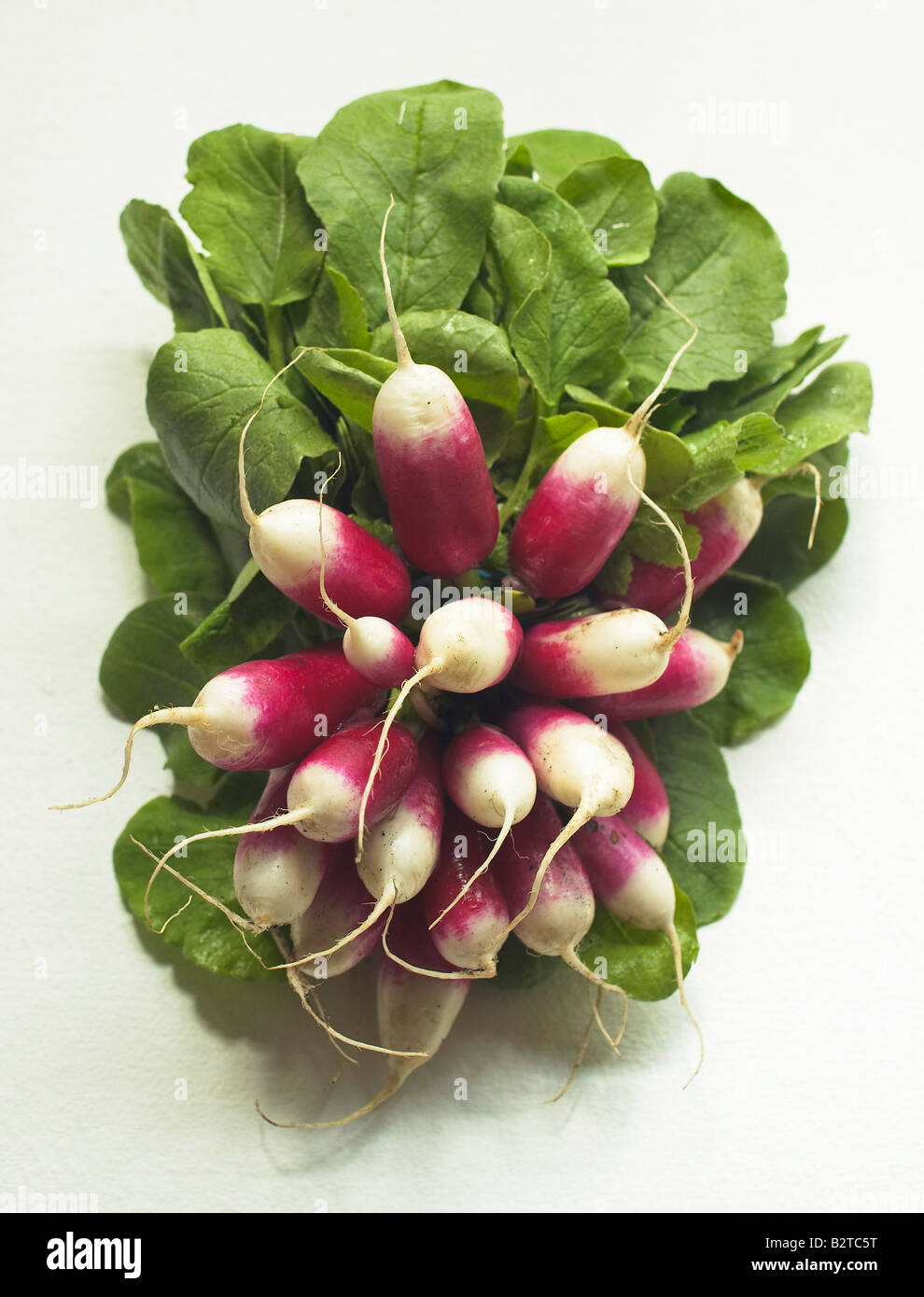 Bunch of radishes Stock Photo - Alamy