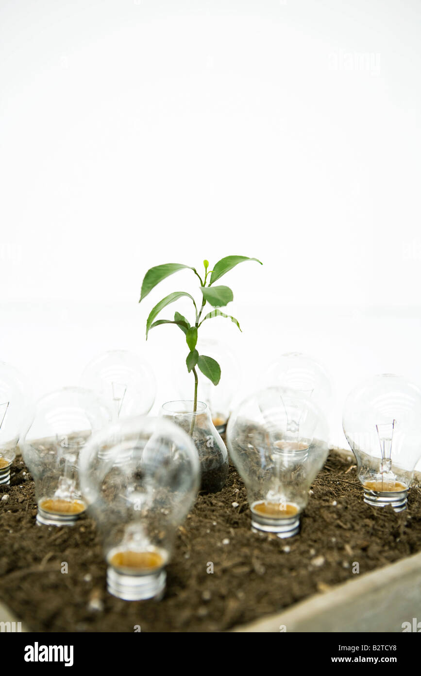 Seedling and light bulbs planted in soil Stock Photo - Alamy