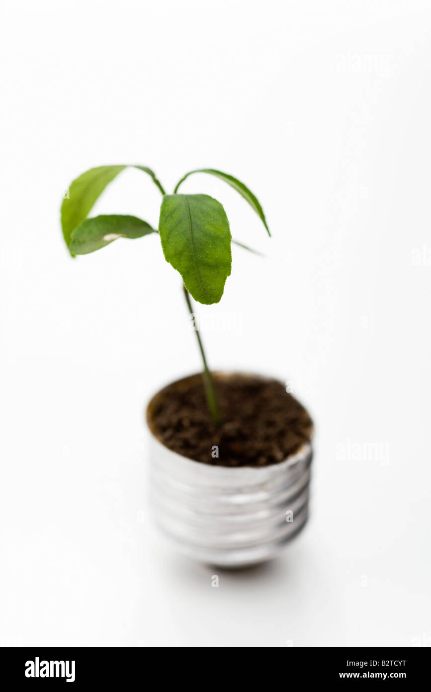 Seedling growing out of light bulb base Stock Photo - Alamy