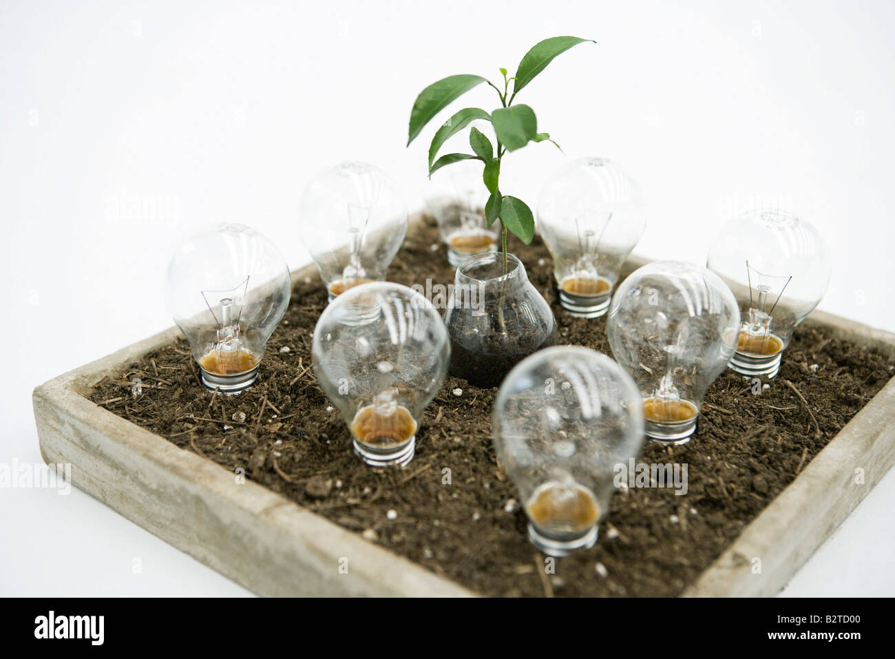 Seedling and light bulbs planted in tray of soil Stock Photo - Alamy