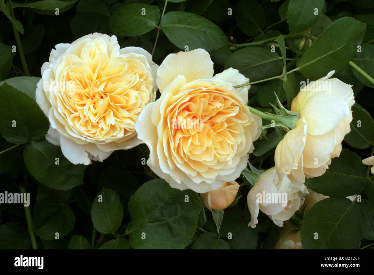 Rosa Charlotte English rose Stock Photo - Alamy