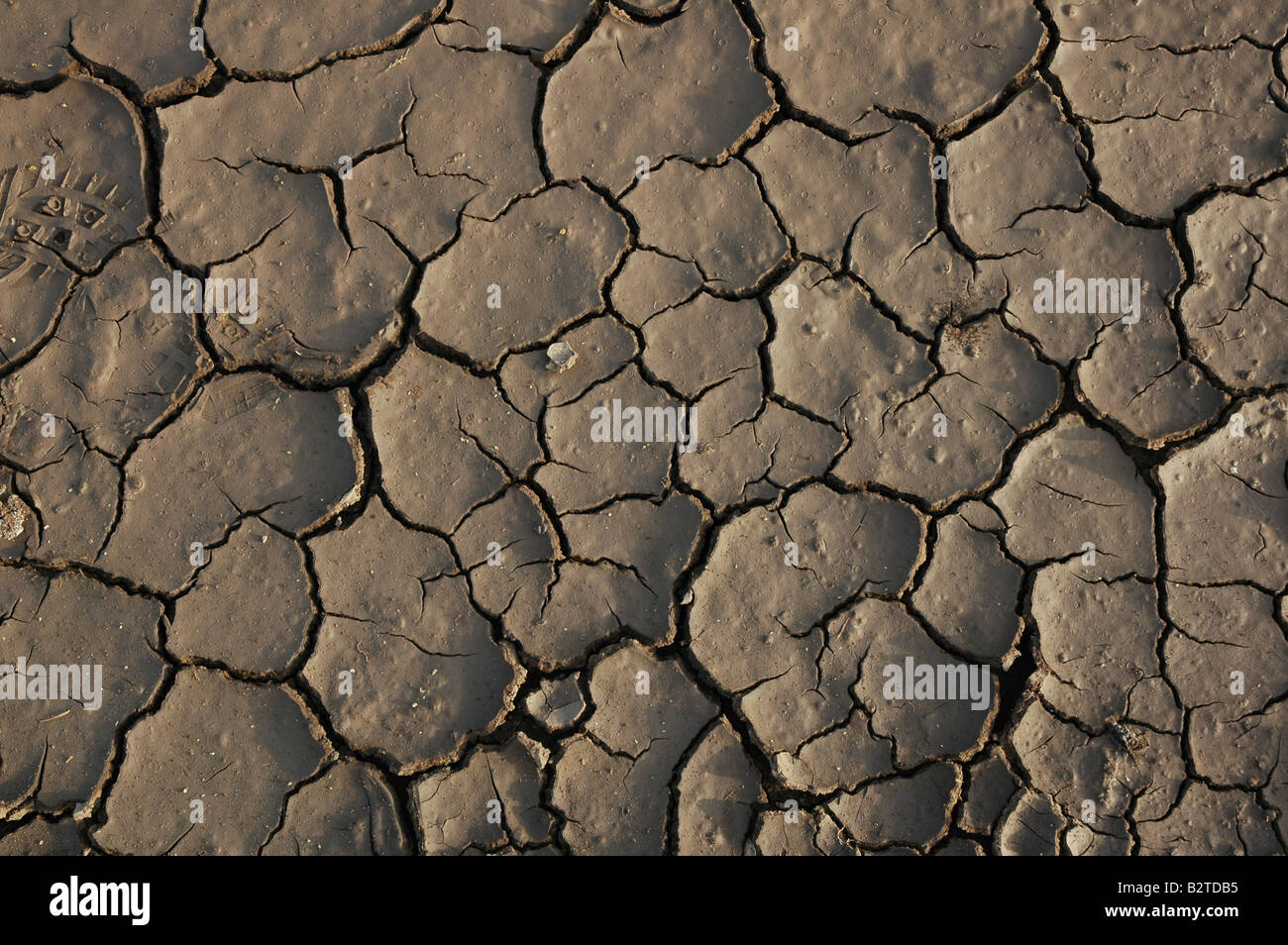 Detail of dried mud Stock Photo - Alamy