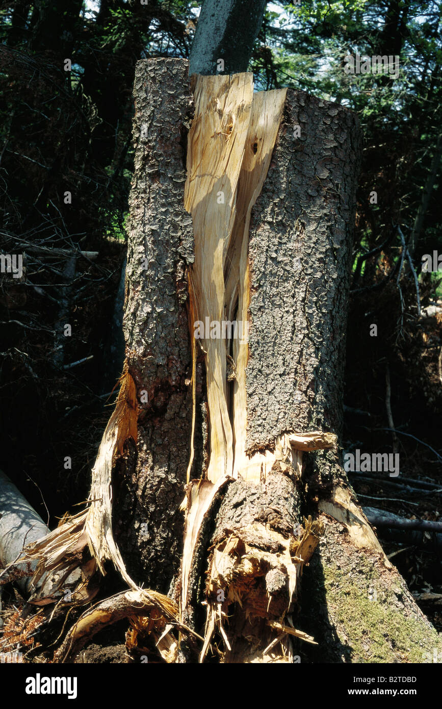 Cut tree trunk, close-up Stock Photo - Alamy