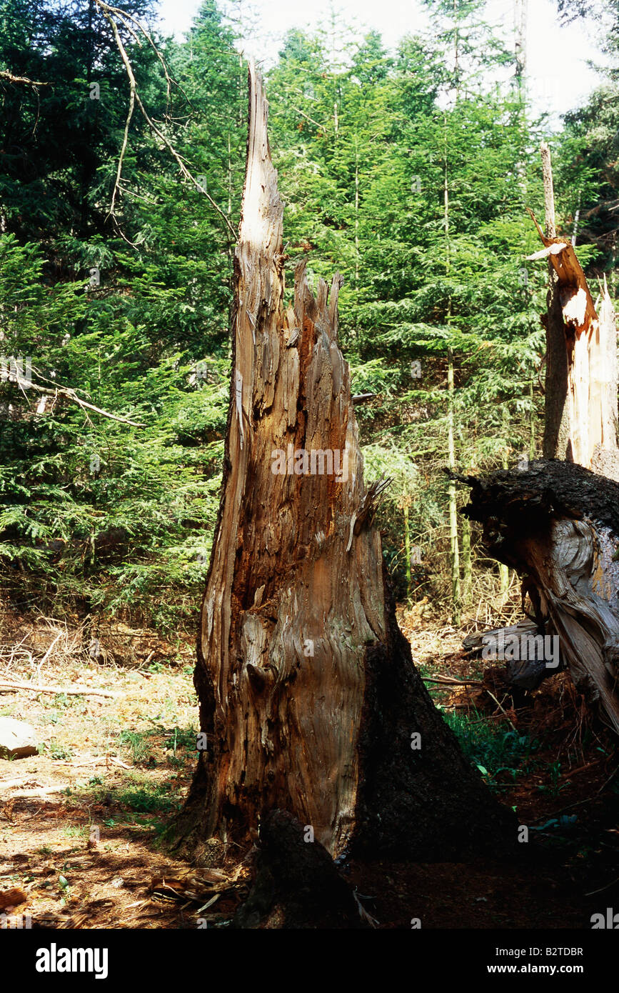 Damaged tree stump Stock Photo - Alamy