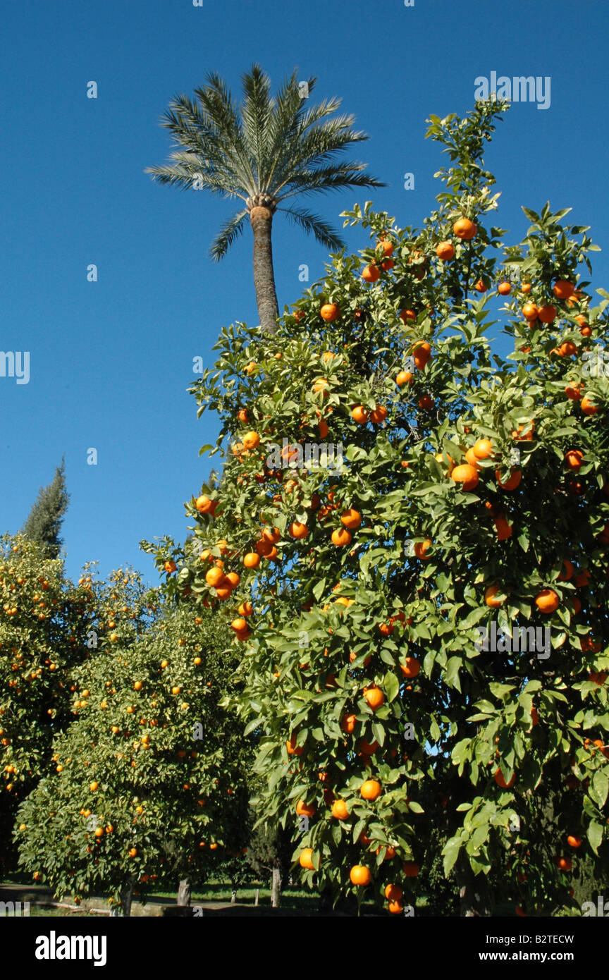 Sevilla orange hi-res stock photography and images - Alamy