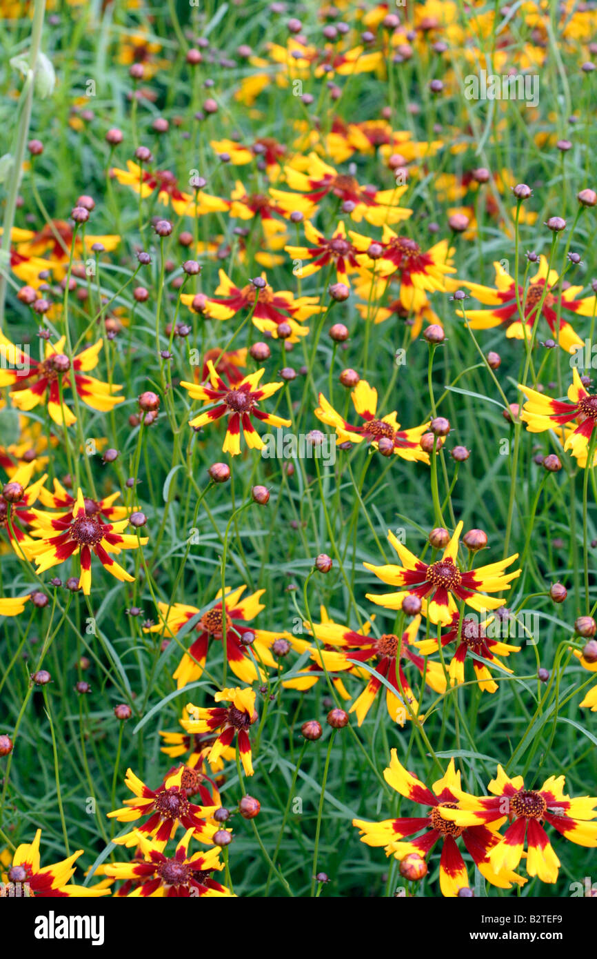 Coreopsis tinctoria hi-res stock photography and images - Alamy
