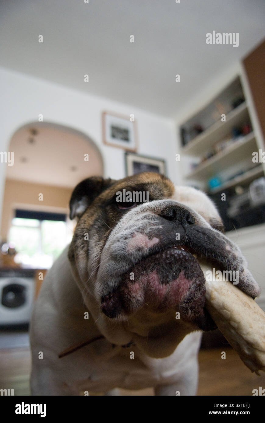 Bulldog with bone in mouth Stock Photo - Alamy