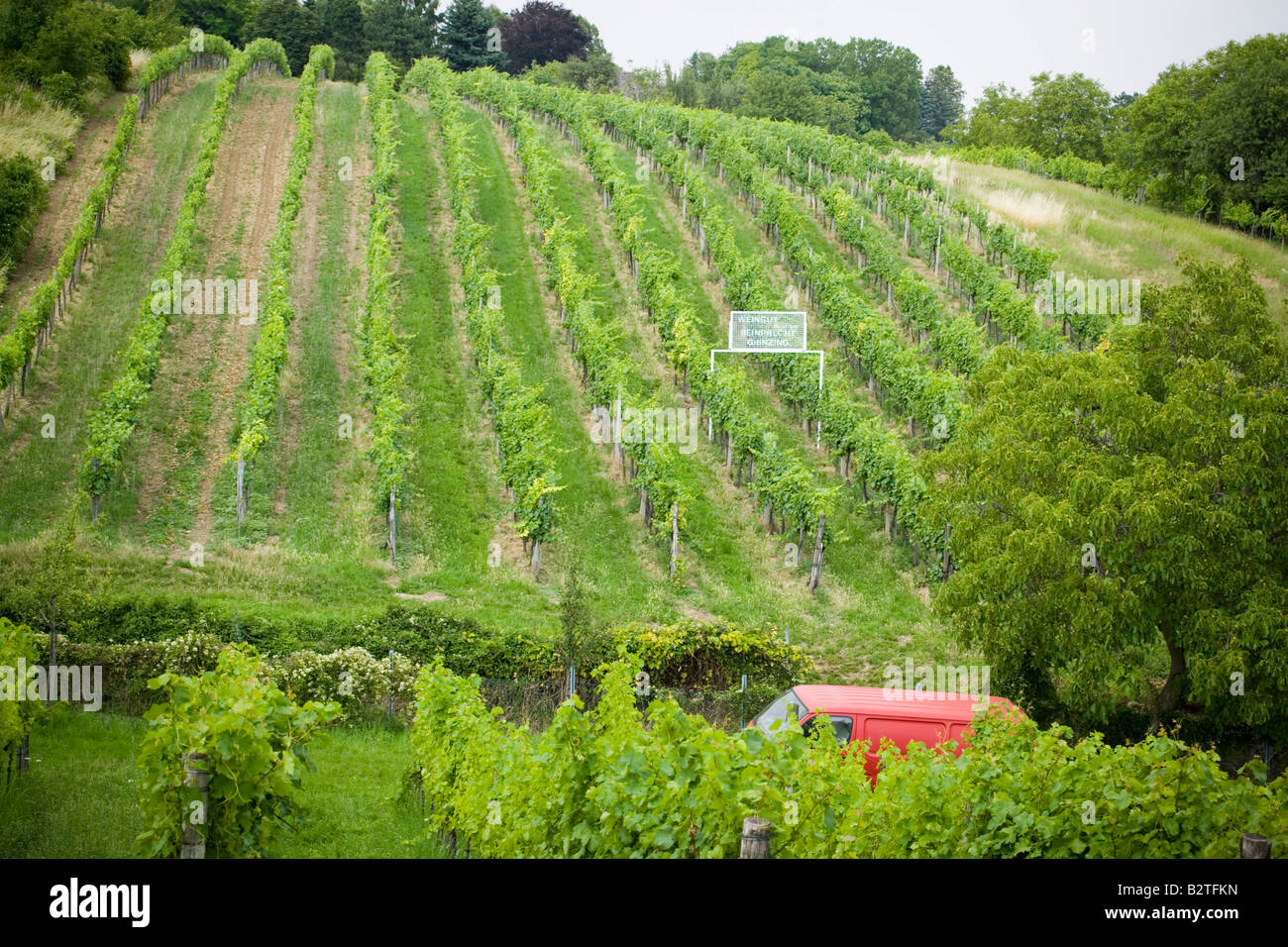 View at a vineyard at the district Grinzing, Vienna, Austria Stock ...