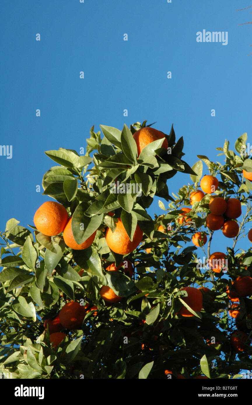 Seville orange trees in La Cartuja, Sevilla Stock Photo - Alamy