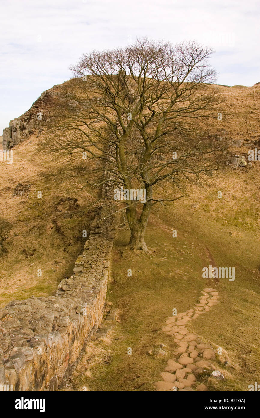 A tree grows by Hadrian's Wall in Northumberland, England. The location ...