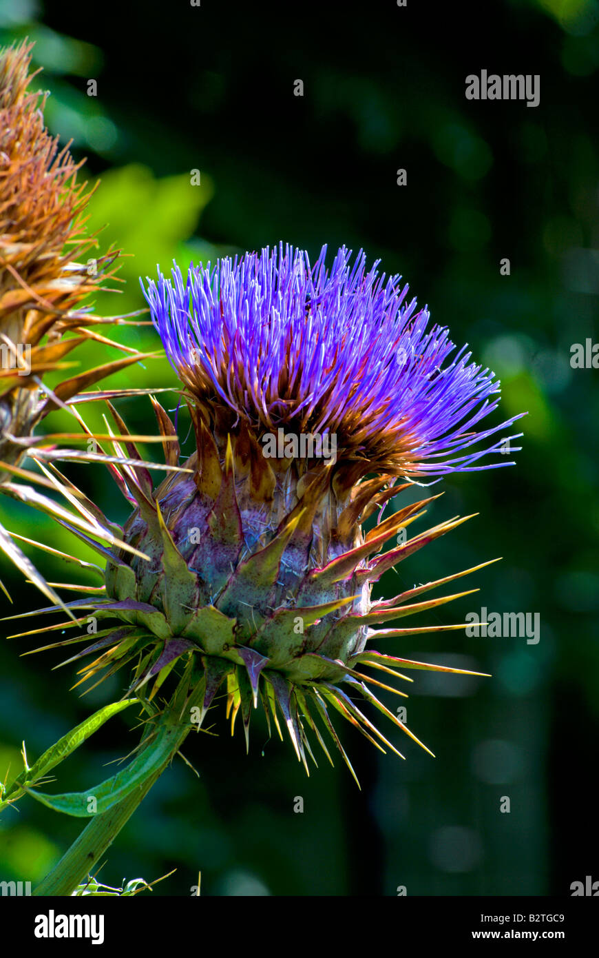 cynara cardunculus in blloom at the botanical gardens Stock Photo - Alamy