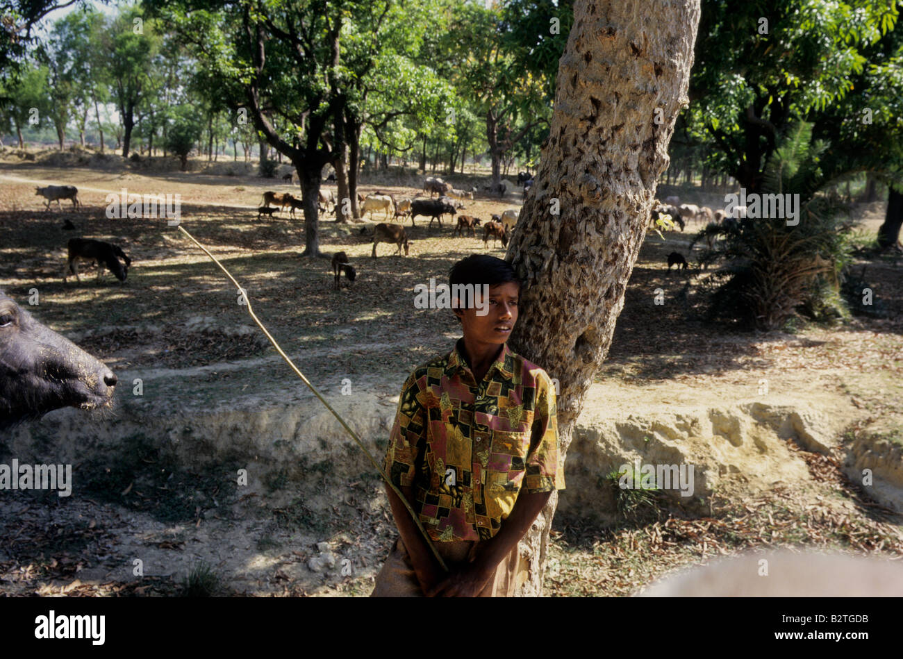 An Indian boy stands in the shade watching over a herd of water buffalo ...