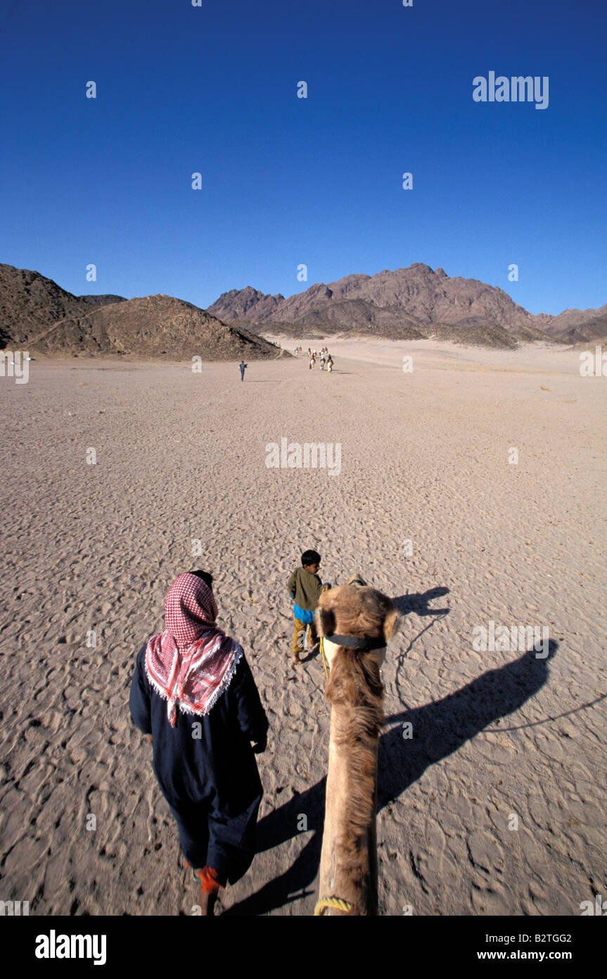 Camel egypt hurghada hi-res stock photography and images - Alamy